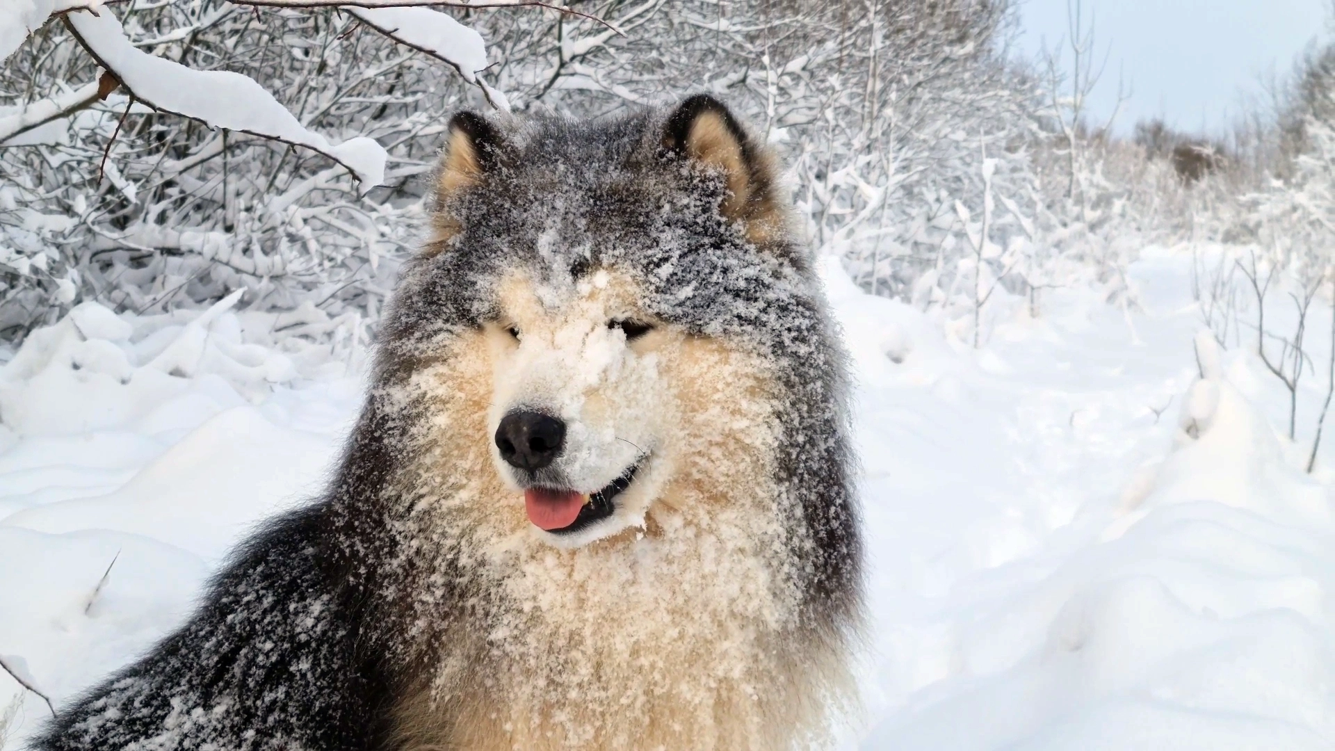 OCHI MARI – pe Terra