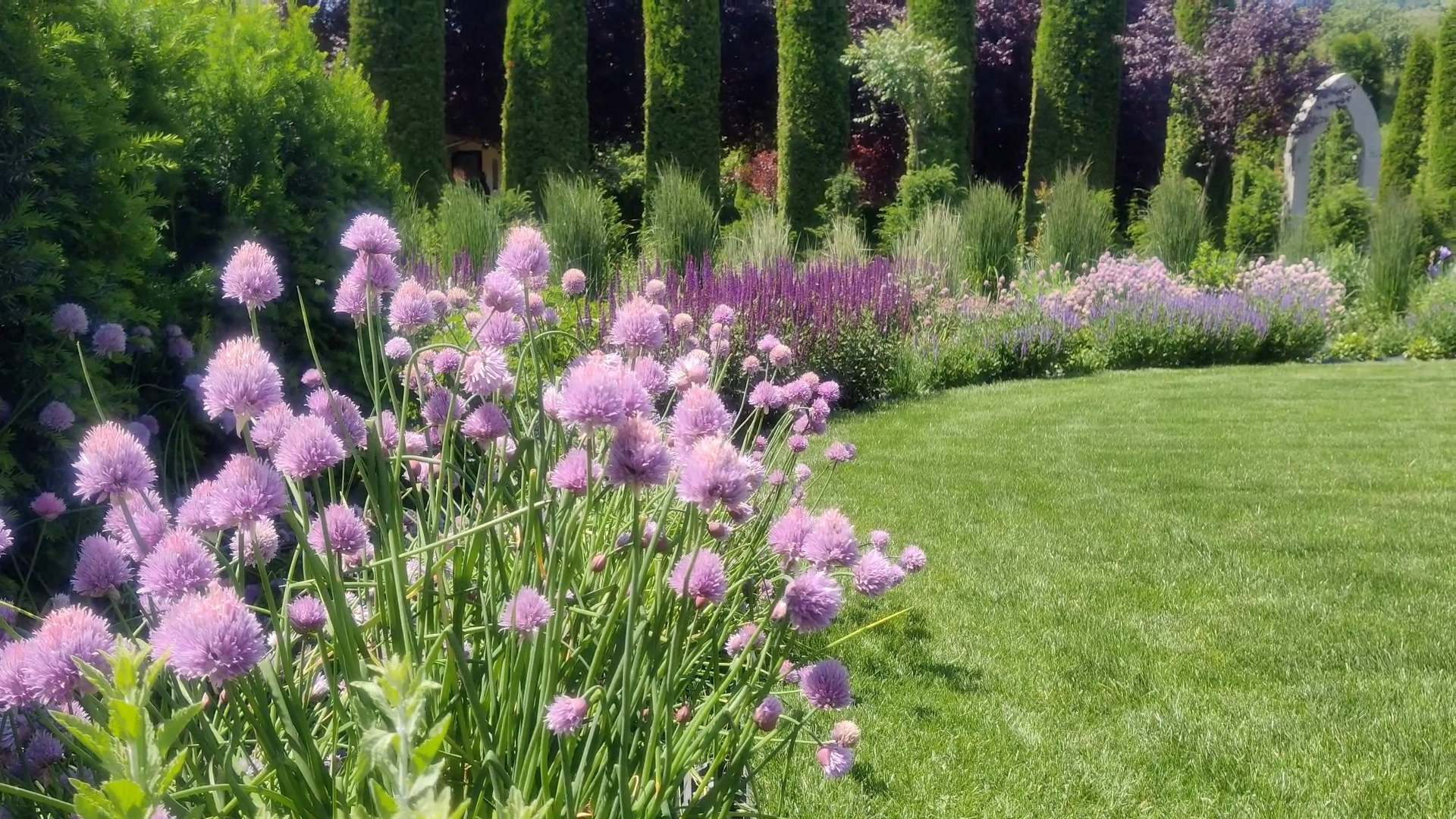 SIMFONIA VIOLETULUI – pe Terra